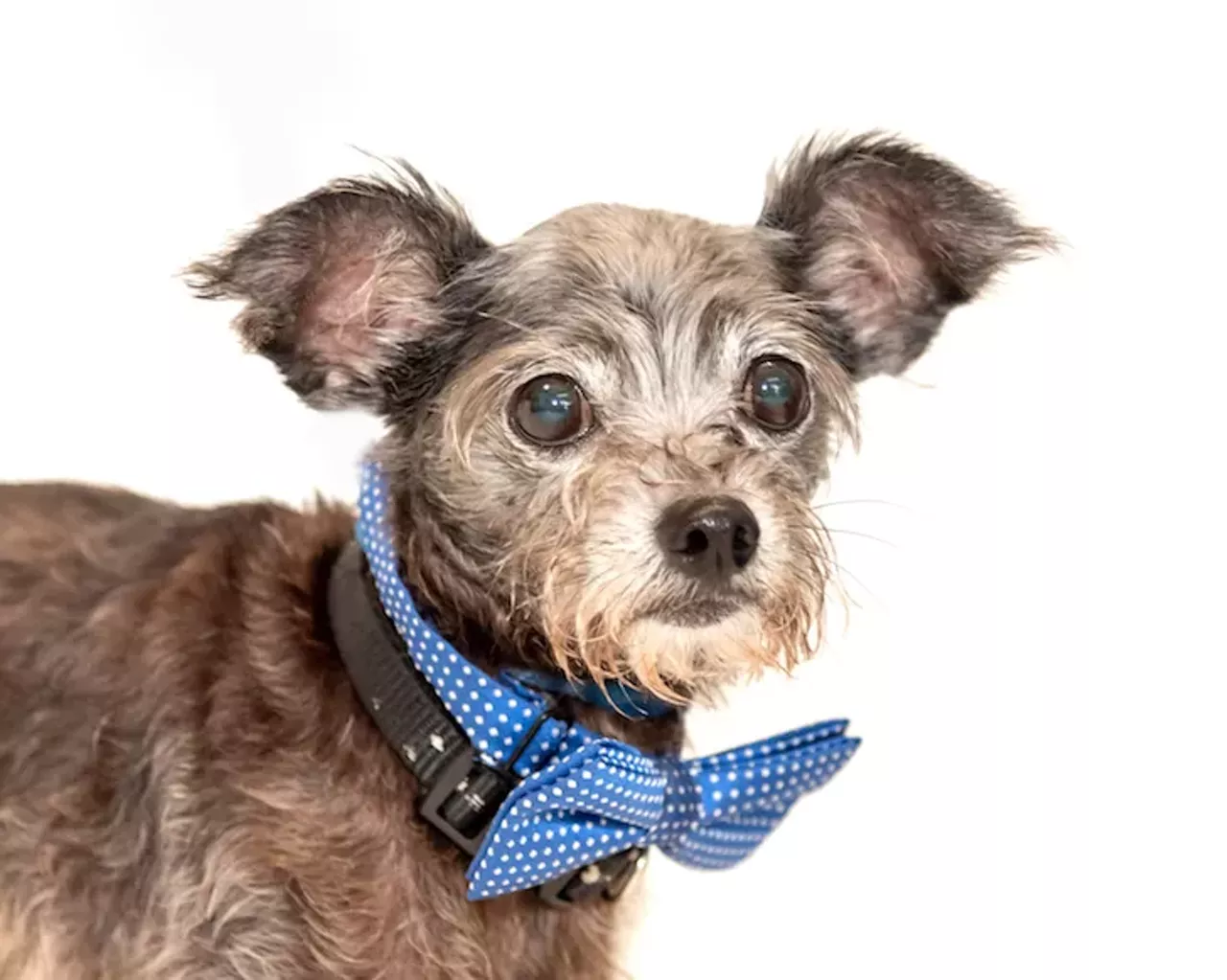 27 adorable, adoptable Orange County dogs you can pick up right now ...