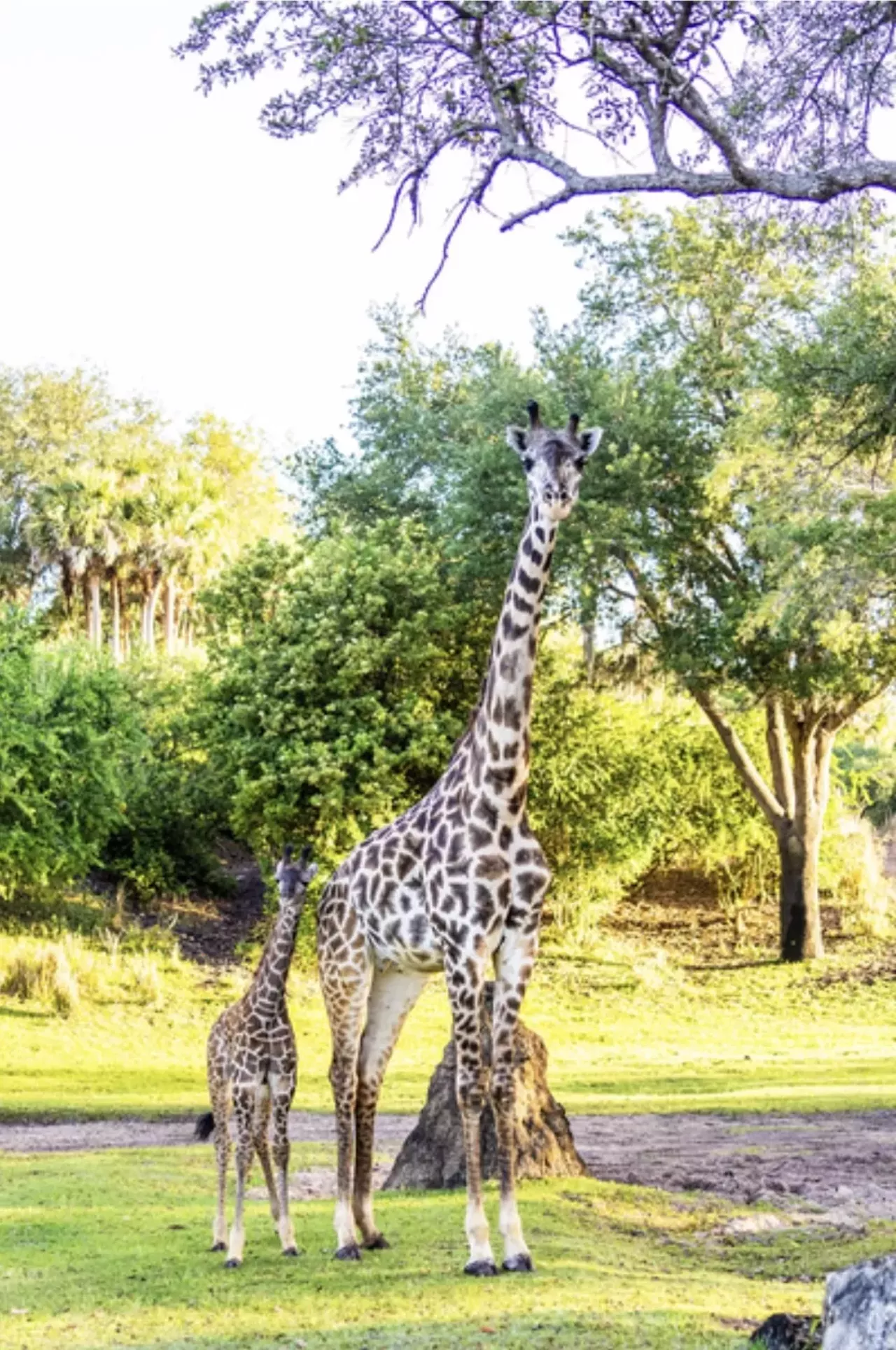 Disney's Animal Kingdom welcomes new baby giraffe | Orlando | Orlando ...