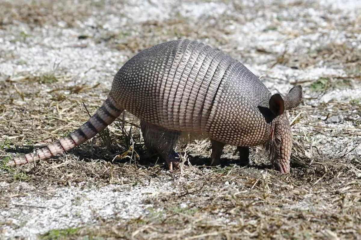 One smashed armadillo shut down Orlando International Airport for an ...