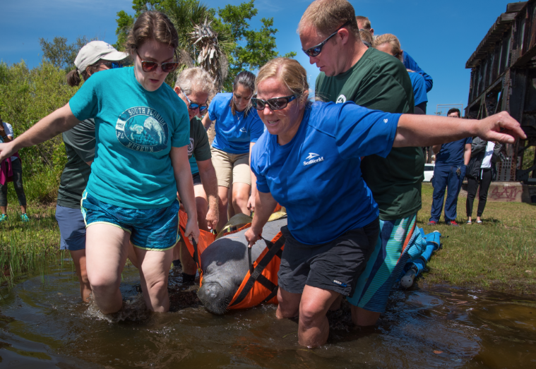SeaWorld, FWC and others help release four rehabilitated manatees into ...