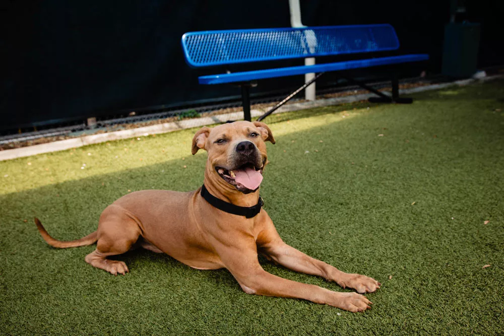 Adoptable dog Timmy has some battle scars, but is ready for an ...