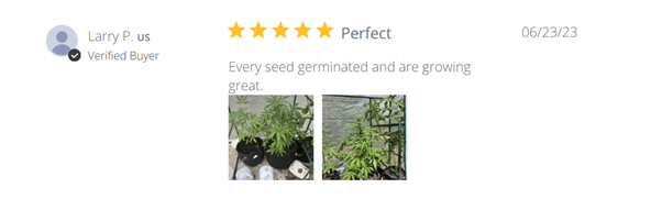White Widow Weed Strain: Effects, Benefits & Growing Tips for Big Yields