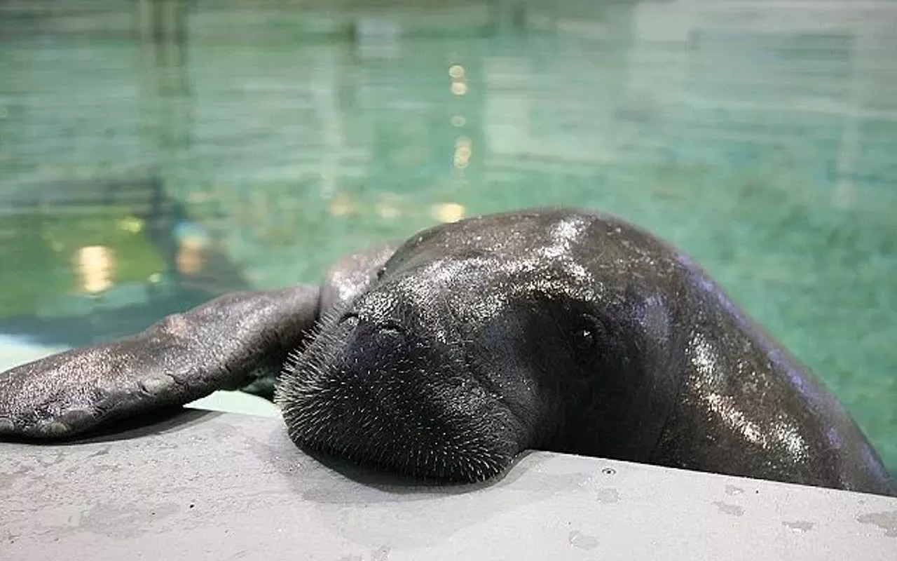 Snooty the manatee dies one day after 69th birthday | Orlando | Orlando ...