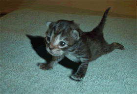 10-workout-gifs-to-make-you-feel-better-about-your-new-exercise-routine